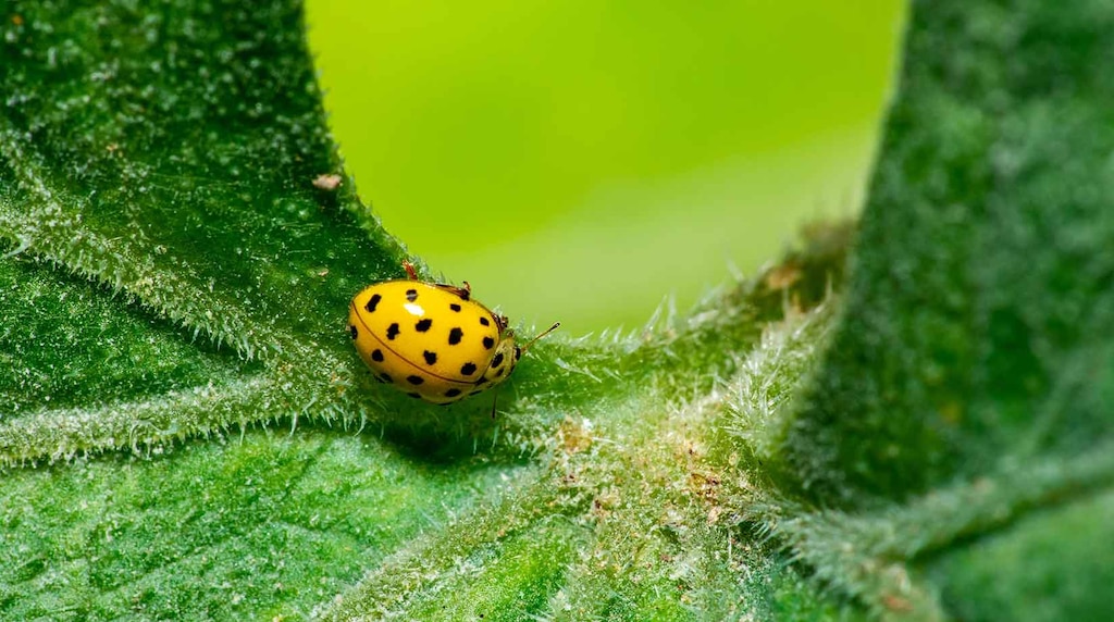 Ladybird Facts | Insects & Arachnids | BBC Earth